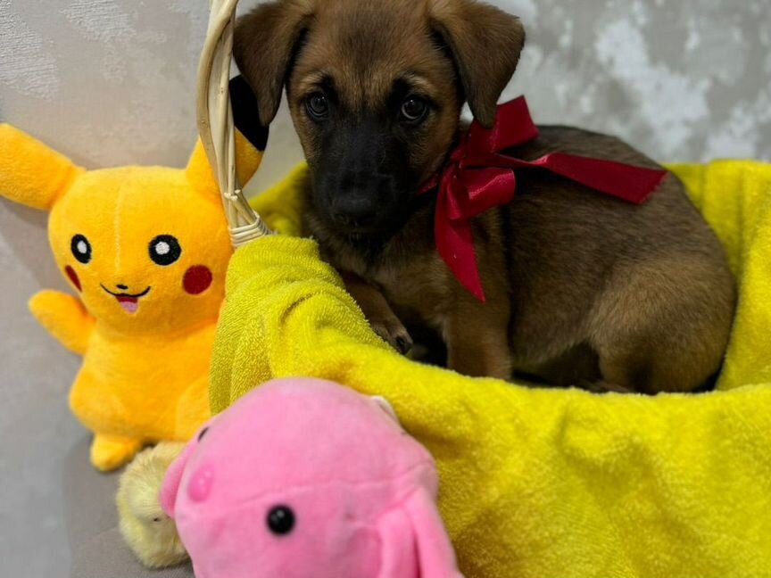 Щенок Марта в добрые руки