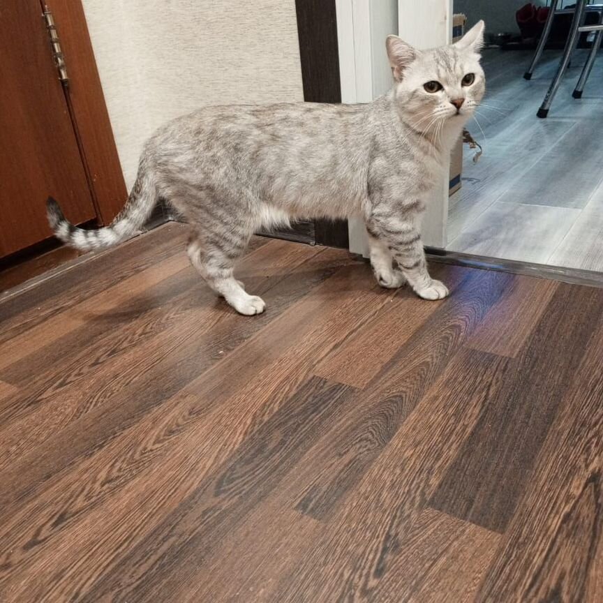 Кот бесплатно