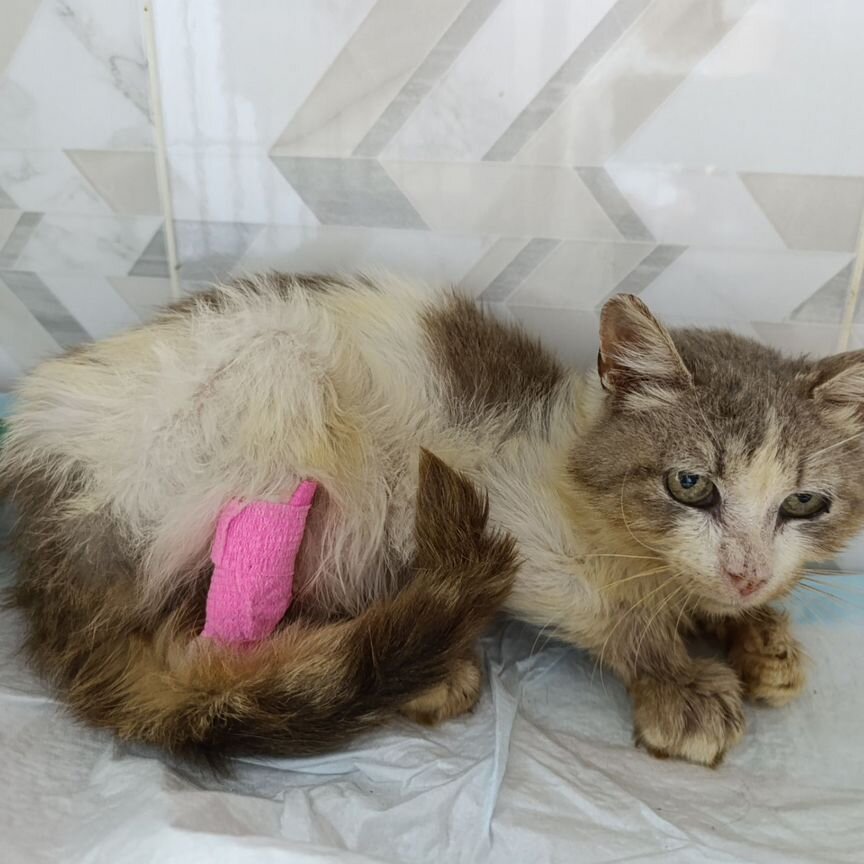 Кошечка в беде