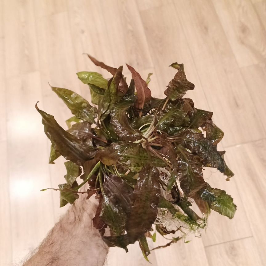 Криптокорина нури