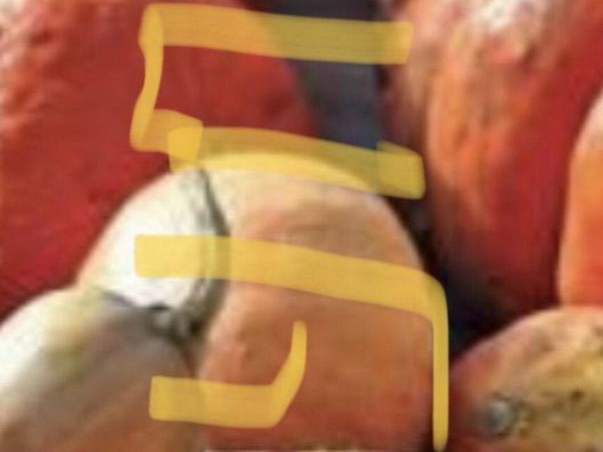 Тыква кормовая