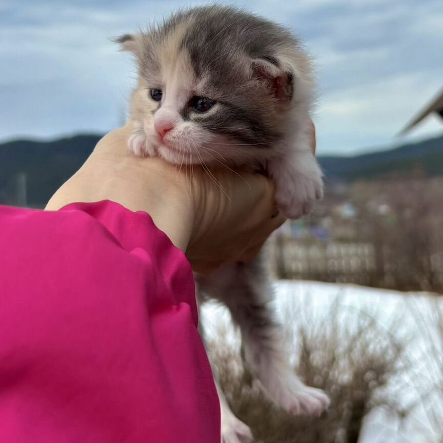 Котёнок в добрые руки