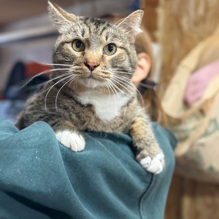 Взрослый кот в добрые руки