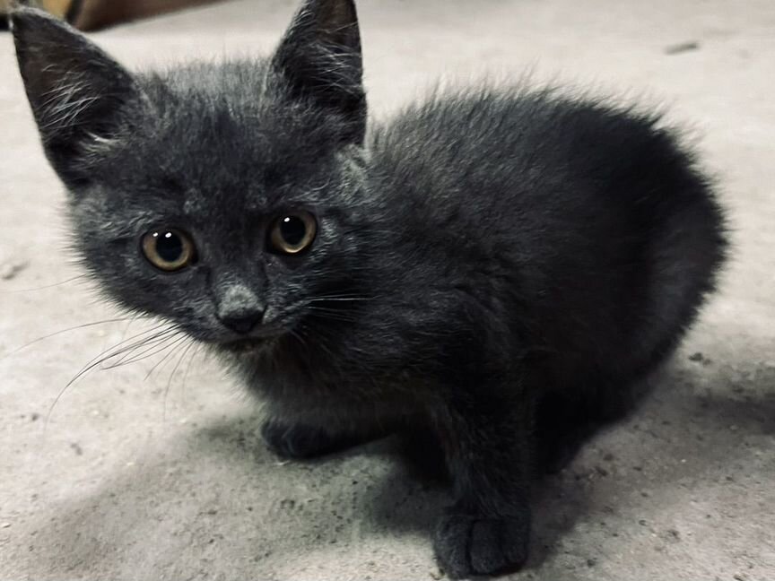 Котята в промзоне остались без мамы