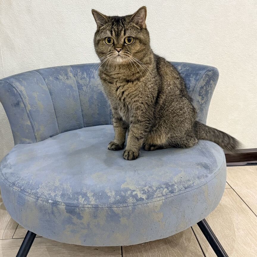 Лежанка для животных