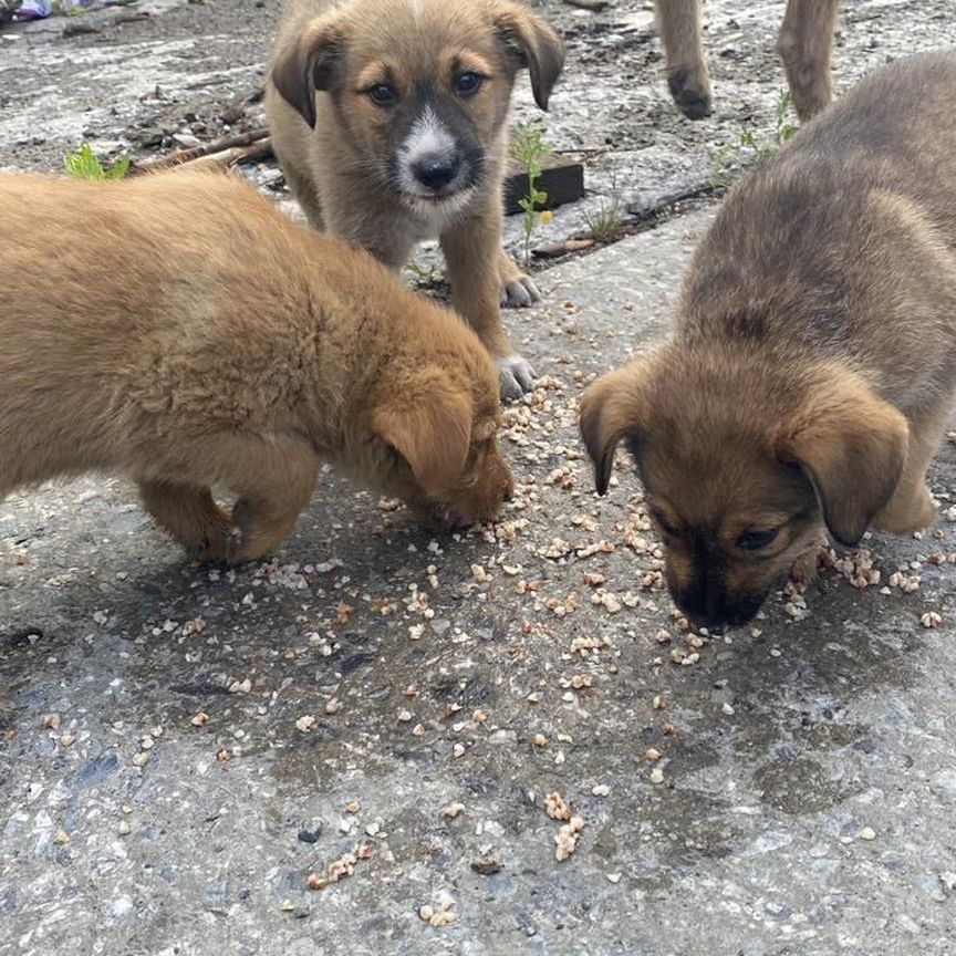 Щенки