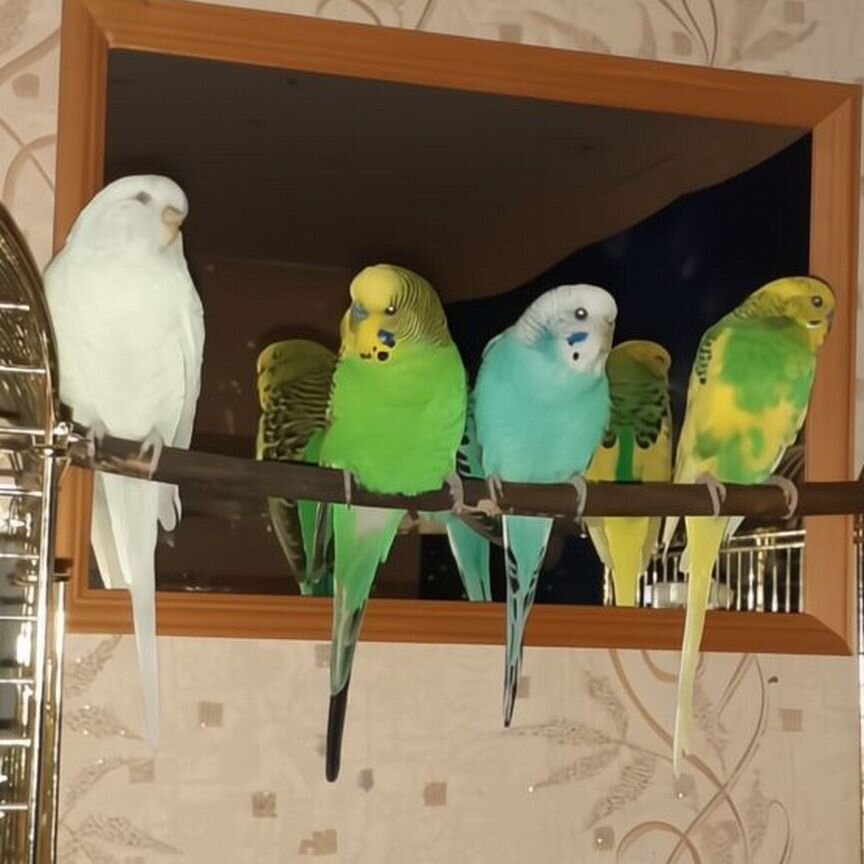 Волнистый попугай