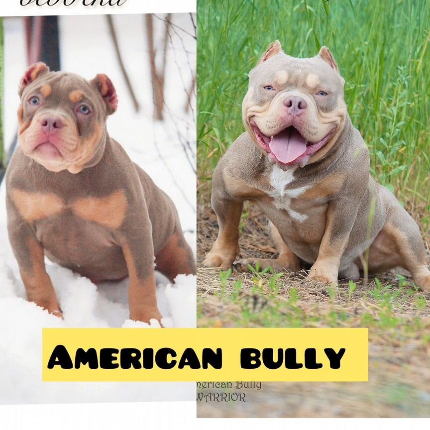 Американский булли/питомник