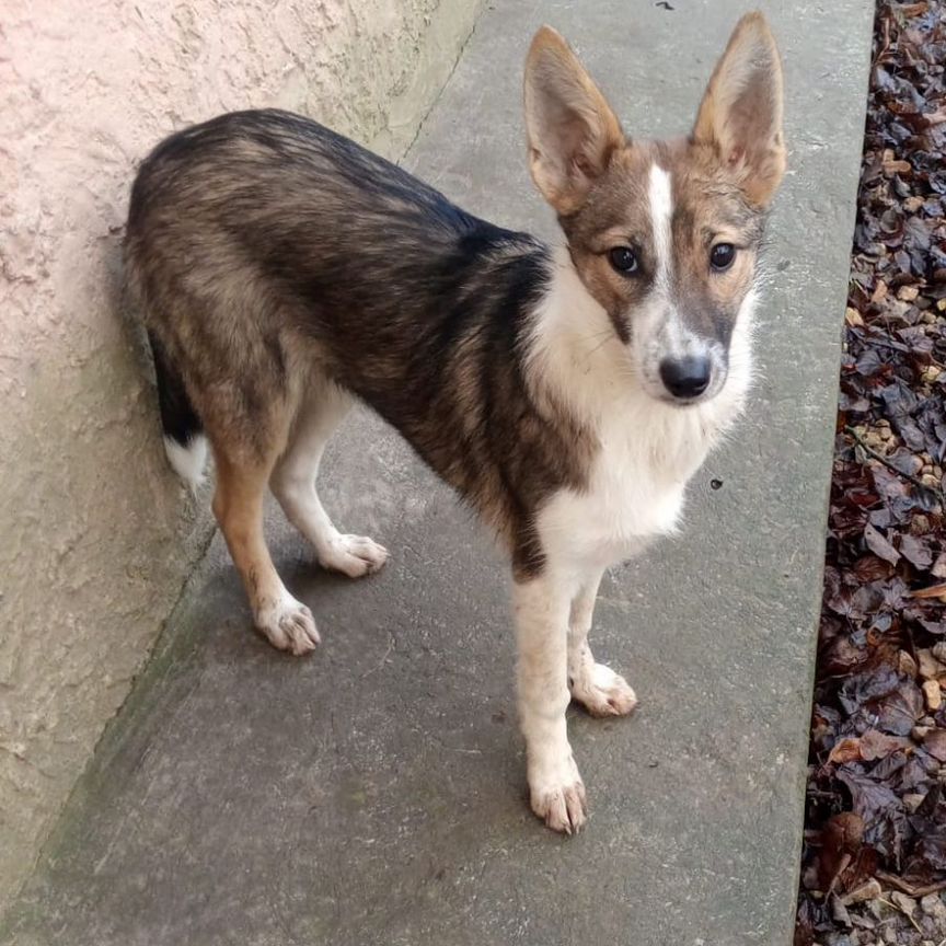 Немецкая овчарка, щенок