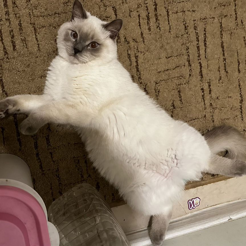 Кот в добрые руки