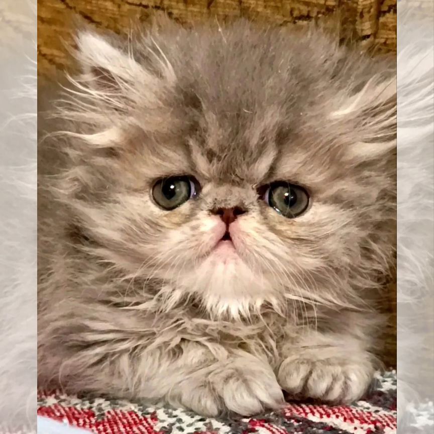 Экзотический короткошёрстный котёнок