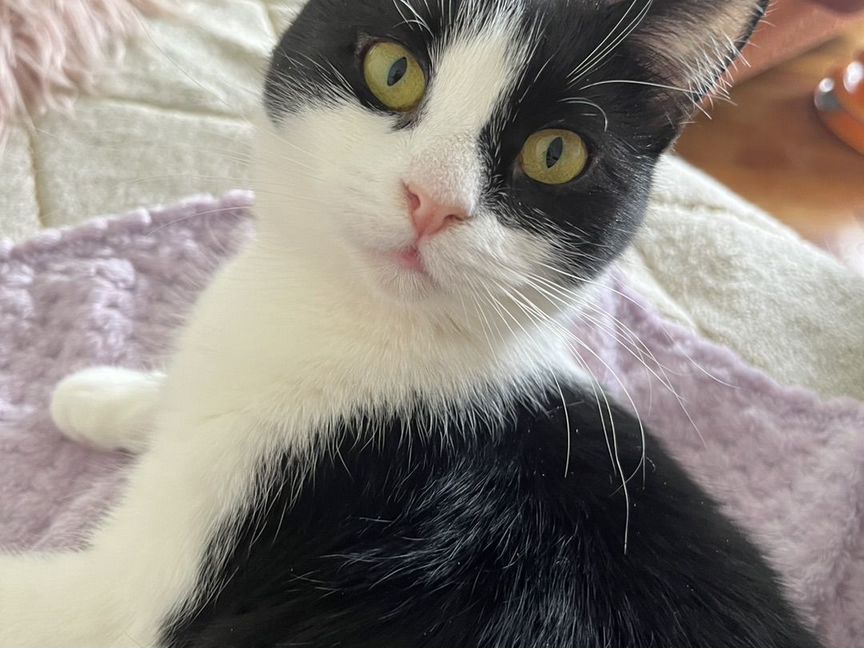 Кошка Катя в добрые руки