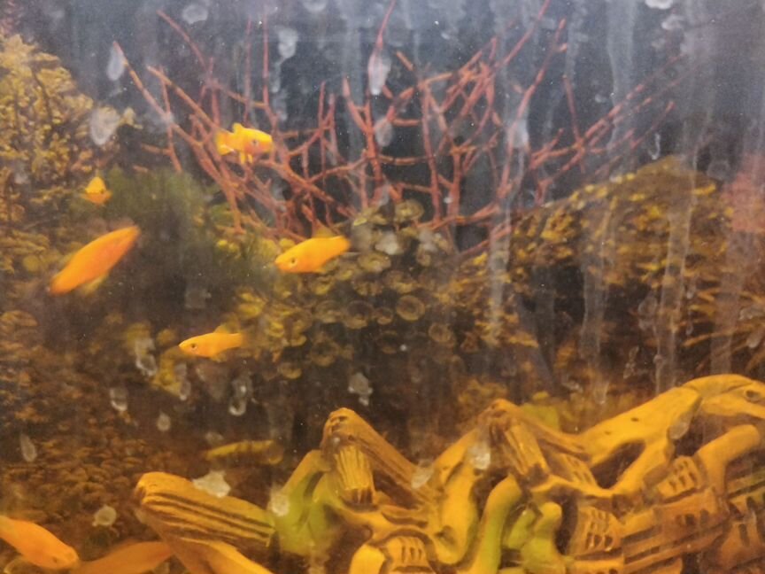 Аквариумные рыбки меченосцы