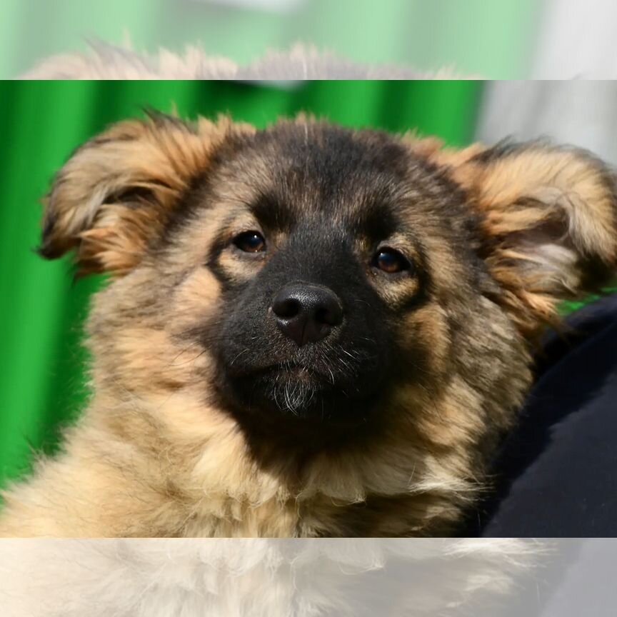 Щенок в добрые руки