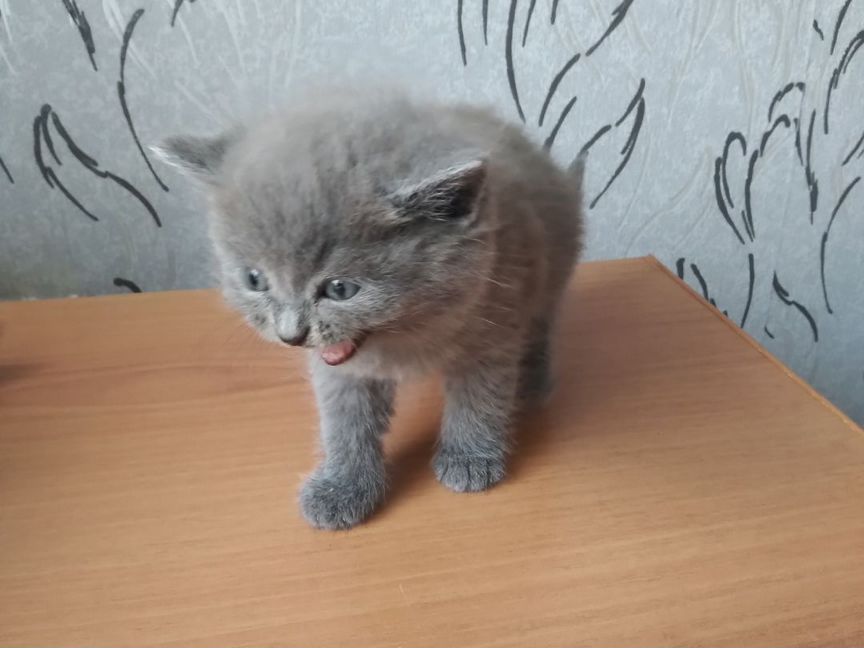 Быстро отдам кошку бесплатно