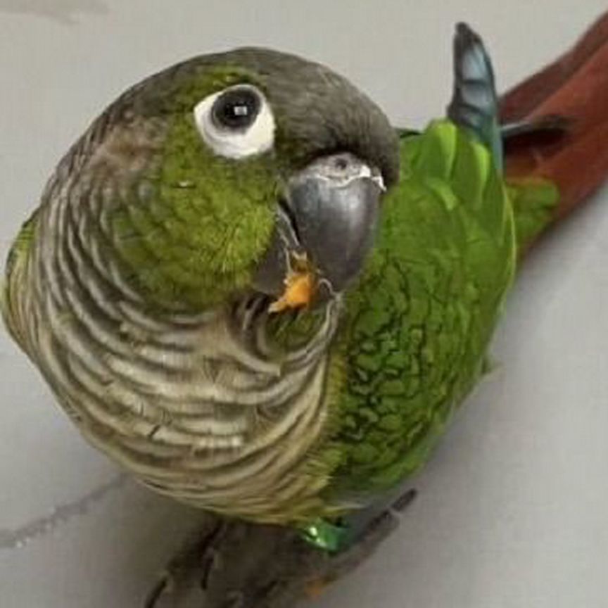 Попугай пиррура