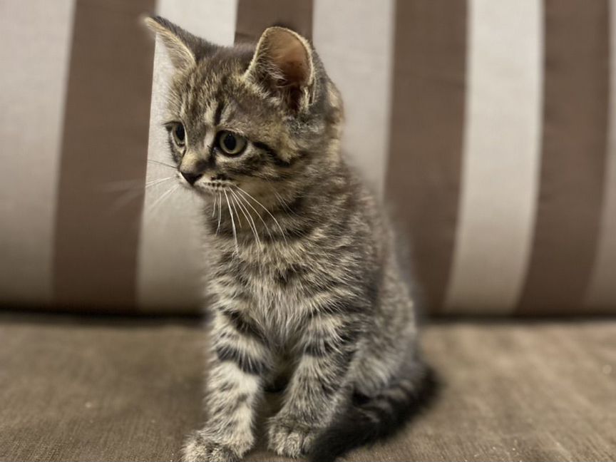 Кошка