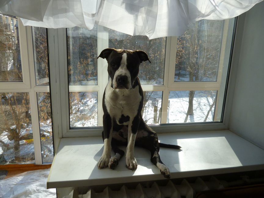 Ищу невесту