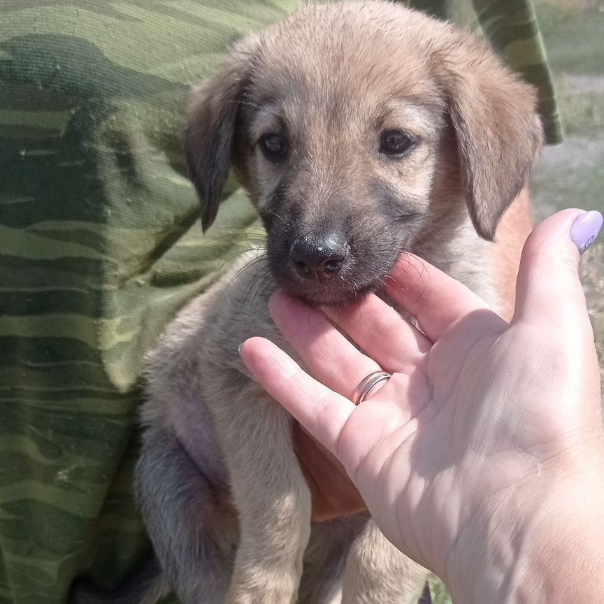 Щенки,все пацанчики,1.5 мес