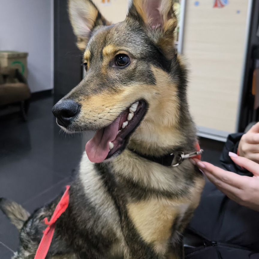 Щенок в добрые руки