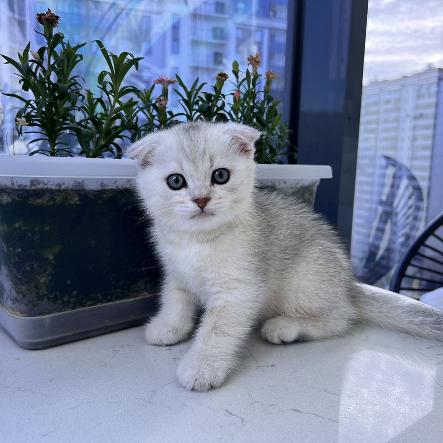 Шотландские котята