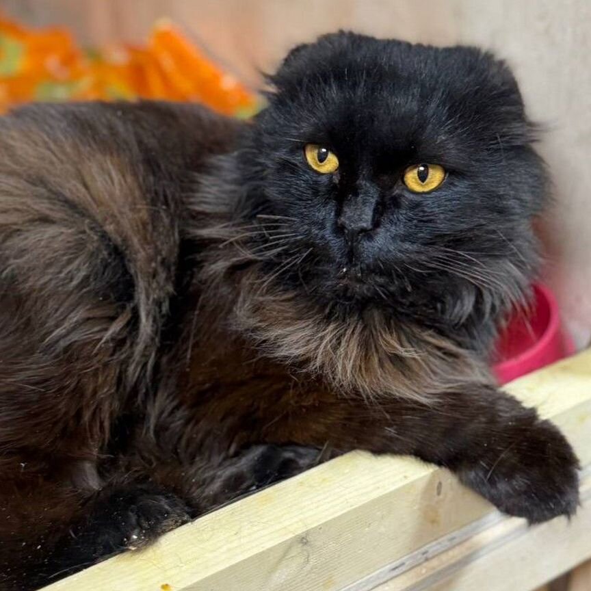 Взрослый кот в добрые руки