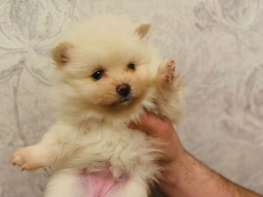 Щенки шпица