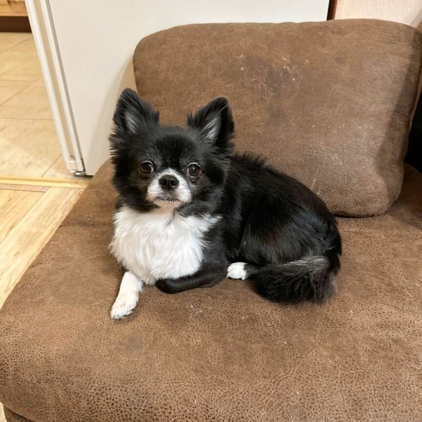 Кобель на случку