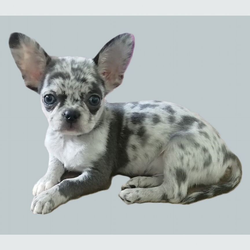 Мраморный чихуахуа