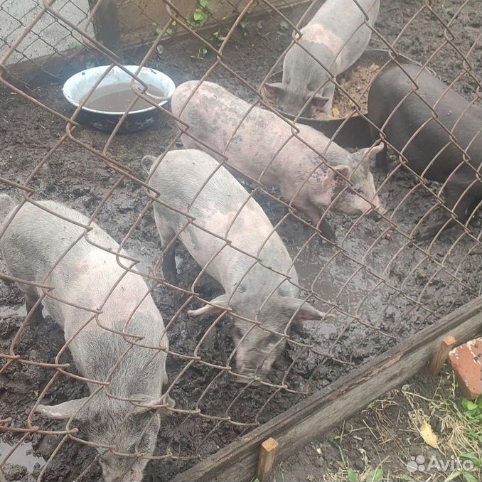 Свиньи живым весом кастриррваные с прививками 5 шт