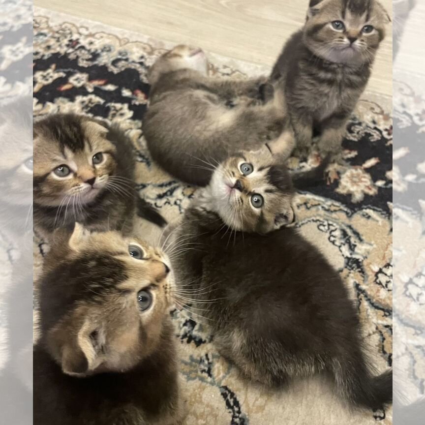 Шотландский вислоухий короткошёрстный котёнок