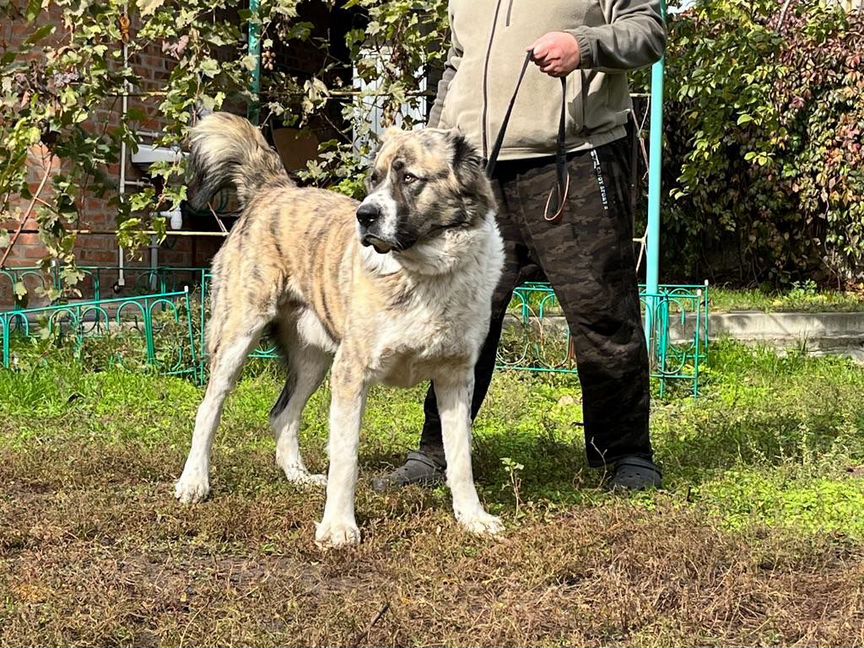 Предлагается кобель сао для вязки