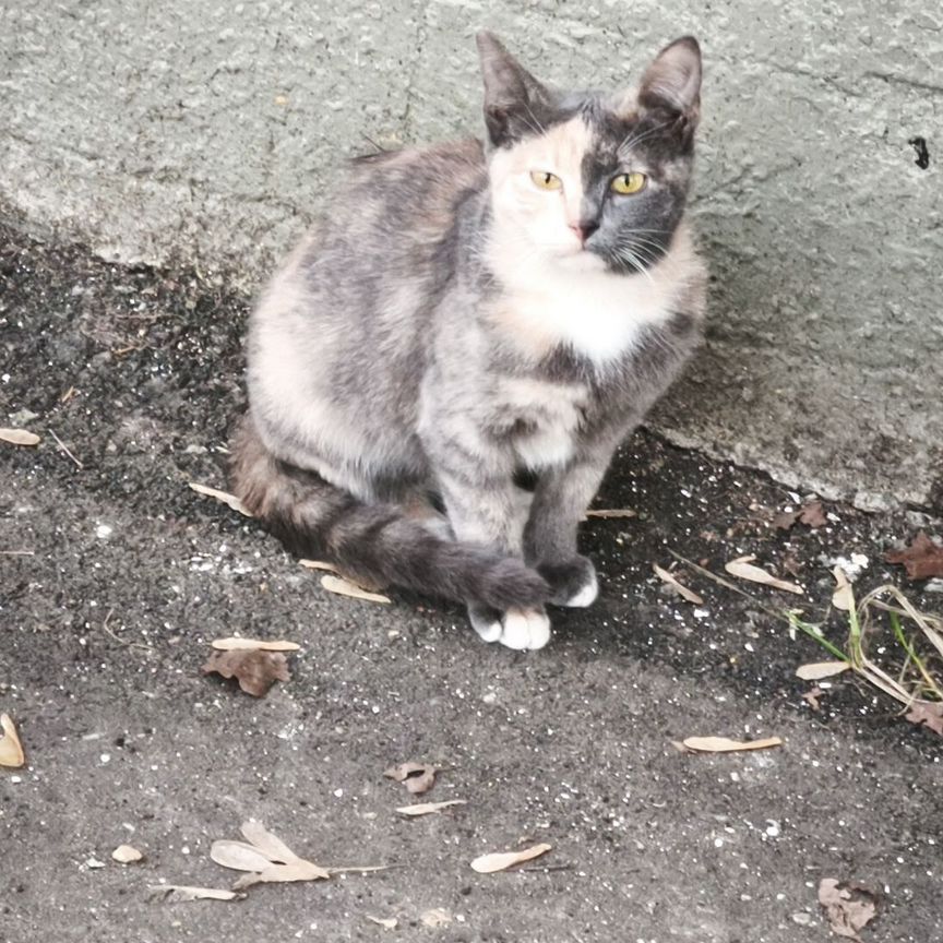 Котенок