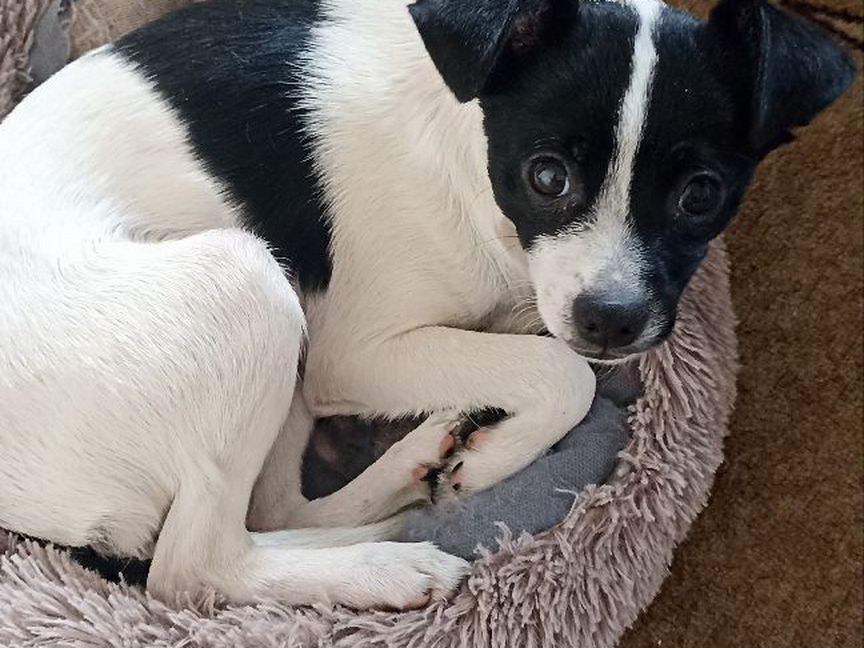 Щенки джек Рассел терьер гладкошерстный