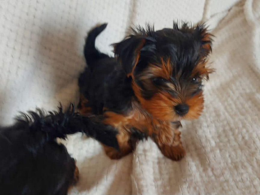 Йоркширский терьер щенки