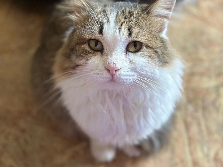 Чудесный котик Лёлик ищет свою семью