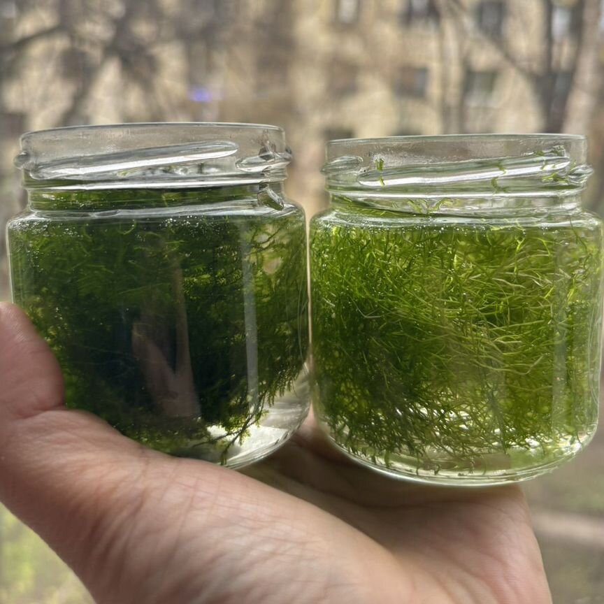 Мох риччия, мох яванский