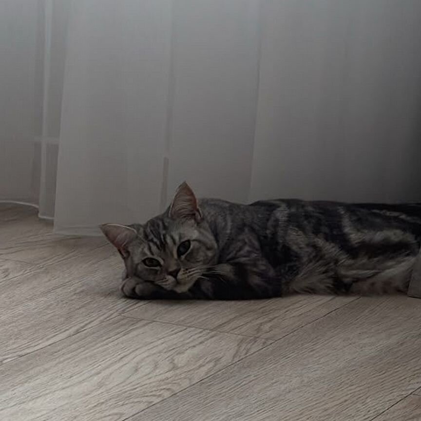 Шотландский прямоухий короткошёрстный котёнок