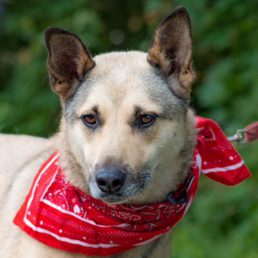 Прекрасная умная собака в добрую семью