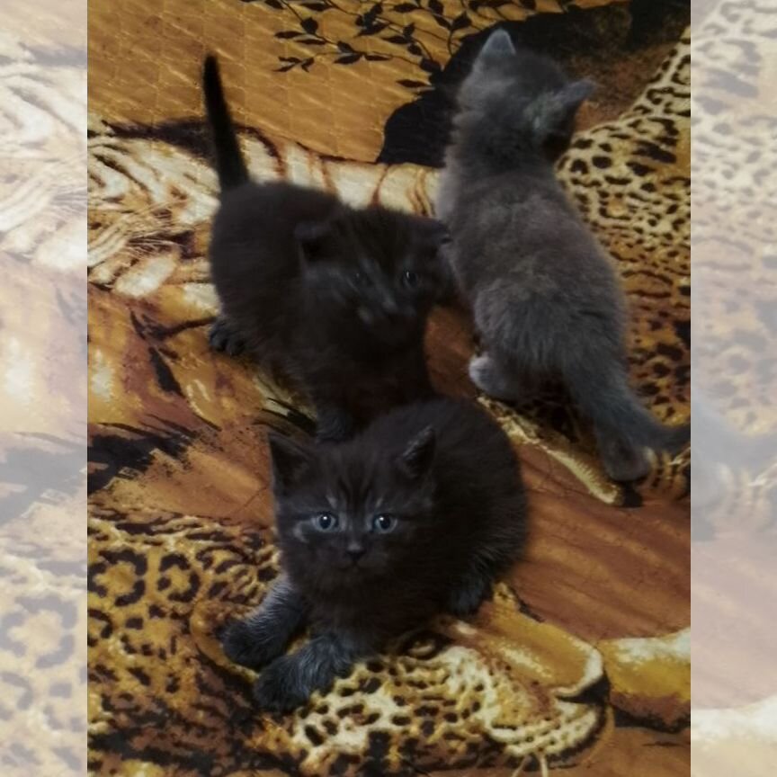 Котята