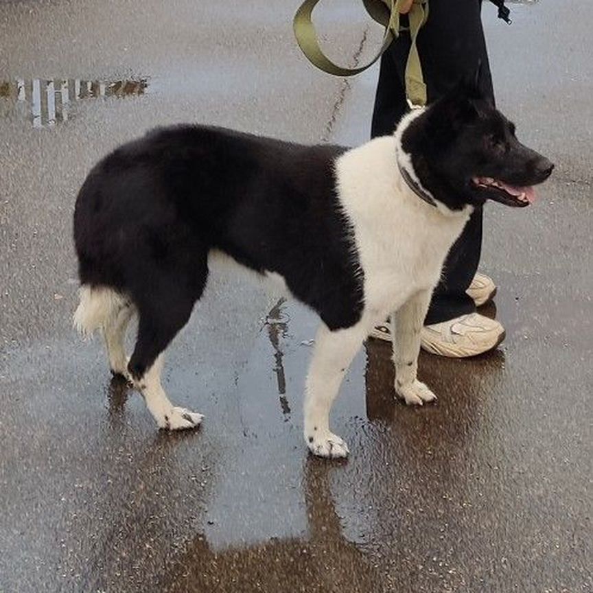 Собака лайка