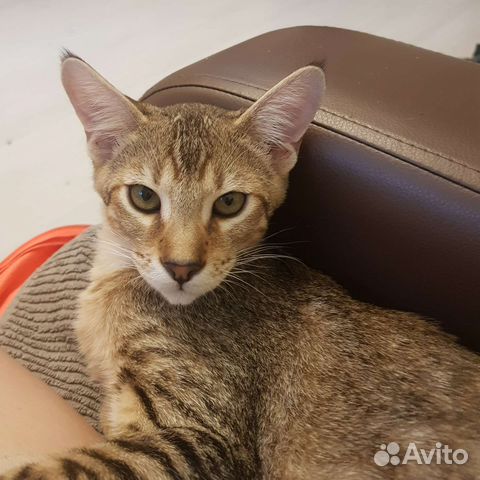 Чаузи котенок с родословной