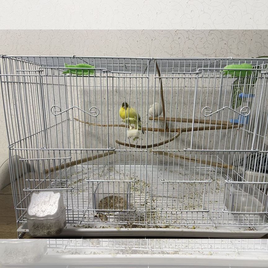 Певчий кенар