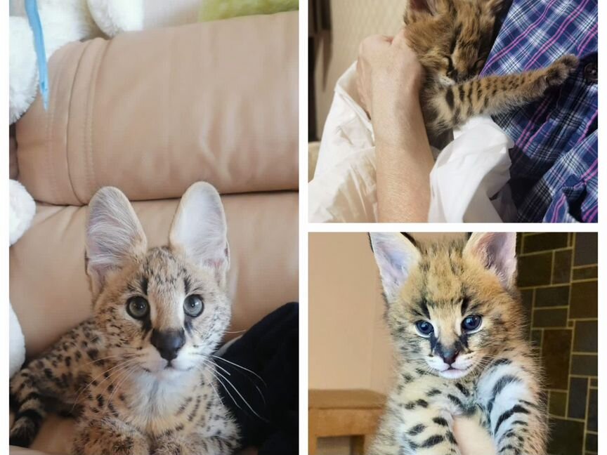 Саванна котята ручные