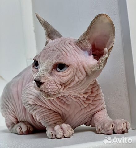 Канадский сфинкс