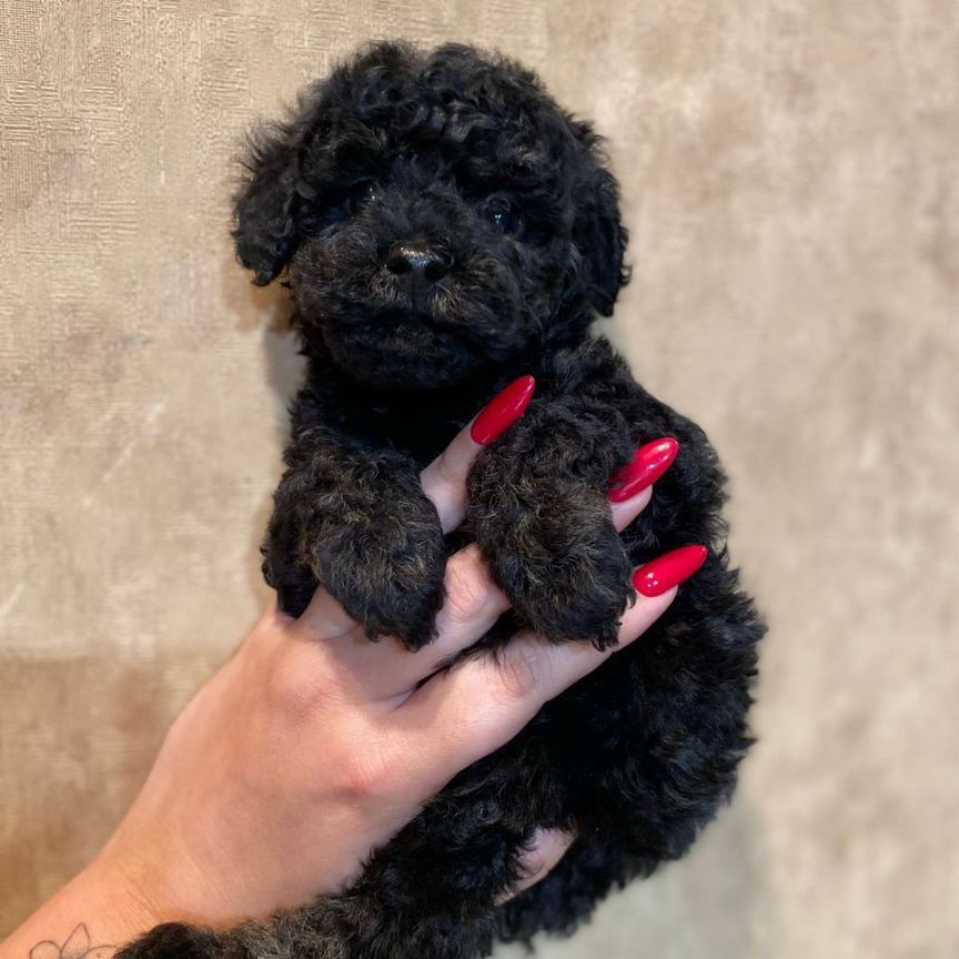 Пудель мальчик