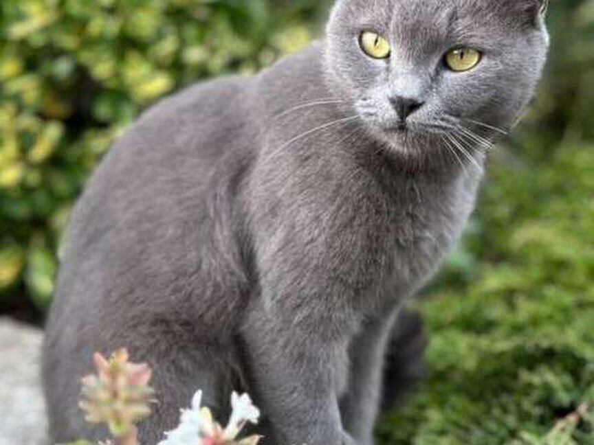 Кошечка в добрые руки