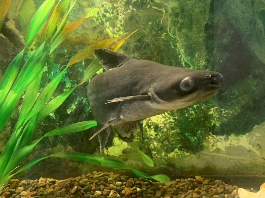 Аквариумная рыба пангасиус