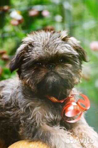 Милашка очаровашка