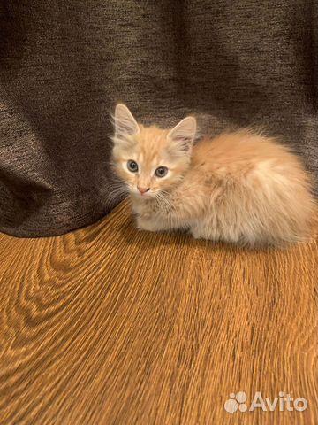 Котик дворянин